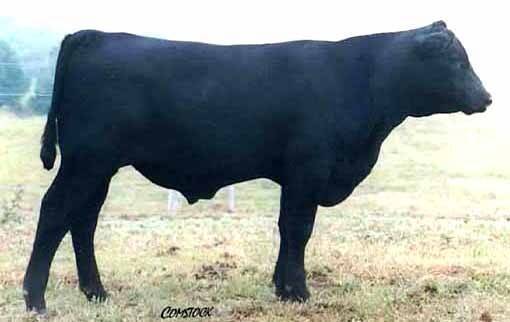 Duzan Angus - Dave Duzan - Lexington, IL - Registered Angus Catle