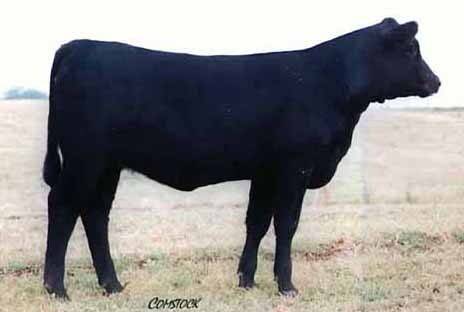 Duzan Angus - Dave Duzan - Lexington, IL - Registered Angus Catle